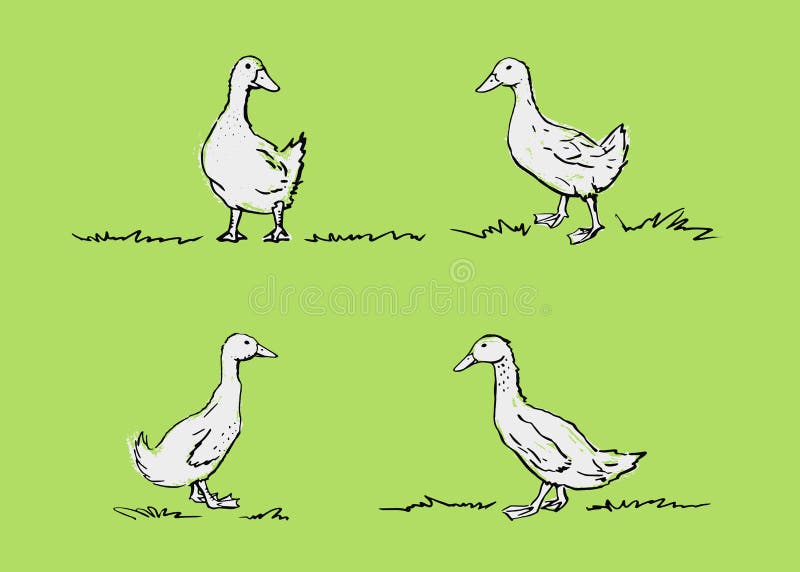 Hand Drawn Ducks. Vector Poultry Illustration on Green Background Stock ...
