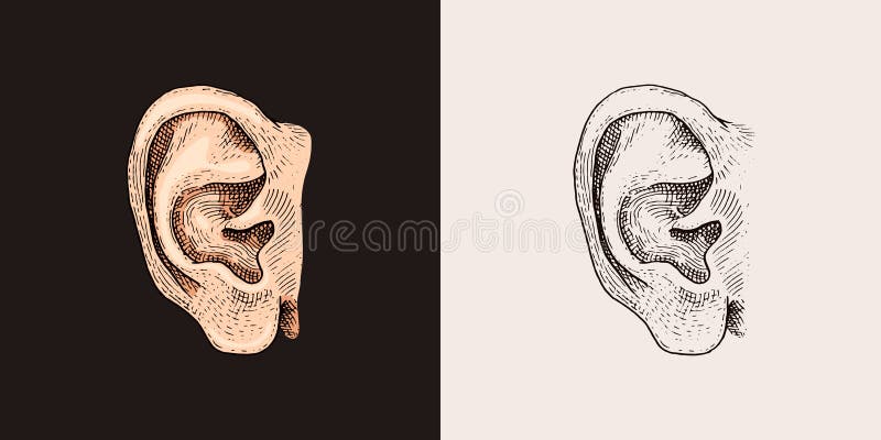 Hand Drawn Ear Sketch Symbol. Vector Listen Element in Trendy Style ...