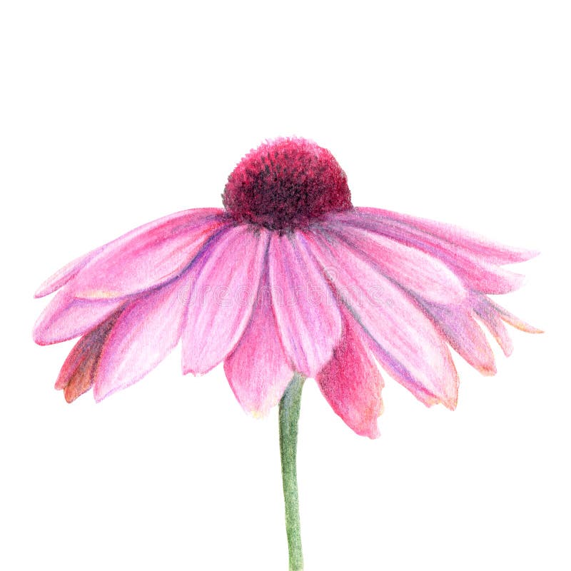 Hand Drawn Echinacea Botanical Illustration Stock Illustration ...