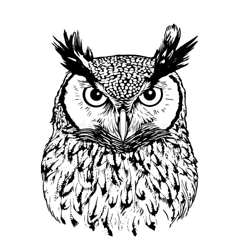 Hand Drawn Engraving Pen and Ink Owl Vector Illustration Stock Vector ...