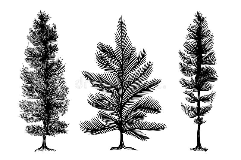 Hand Drawn Engraving Pen and Ink Pine Trees Collection. Stock Vector ...