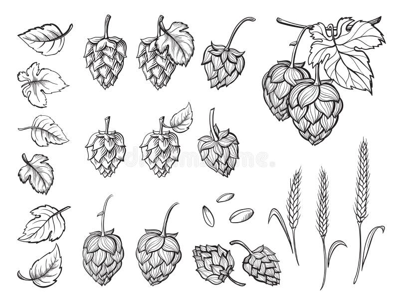 Hops Drawing Stock Illustrations – 1,877 Hops Drawing Stock ...