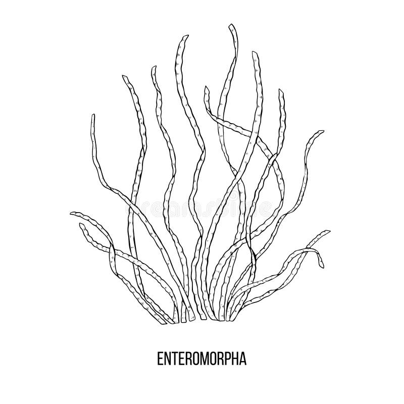 Enteromorpha Stock Illustrations – 19 Enteromorpha Stock Illustrations ...