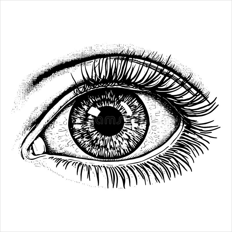 Hand drawn eye stock vector. Illustration of engraving - 261086177