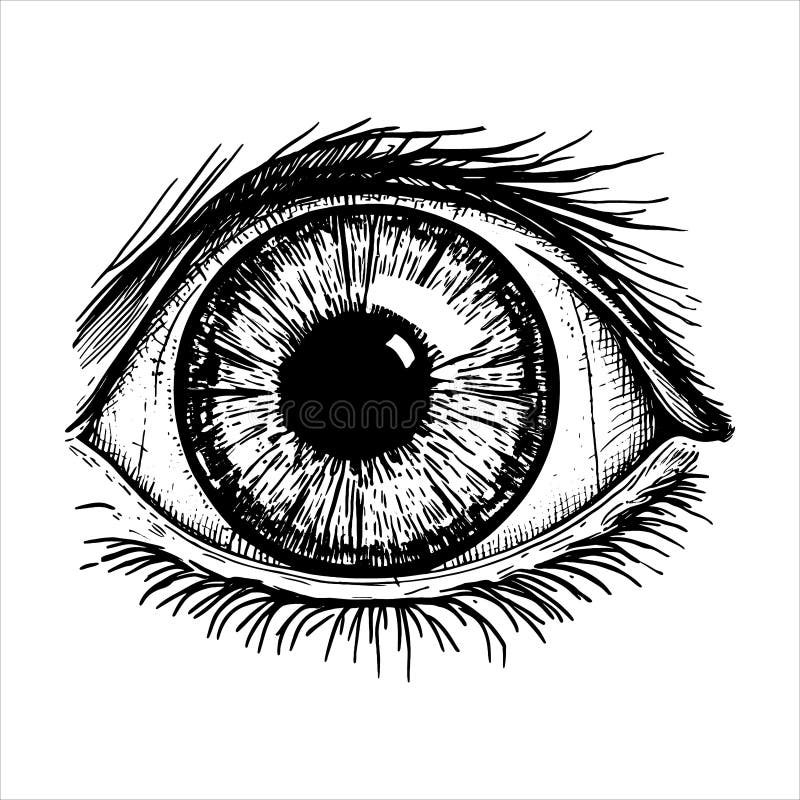 Hand drawn eye stock vector. Illustration of eyelid - 261086181