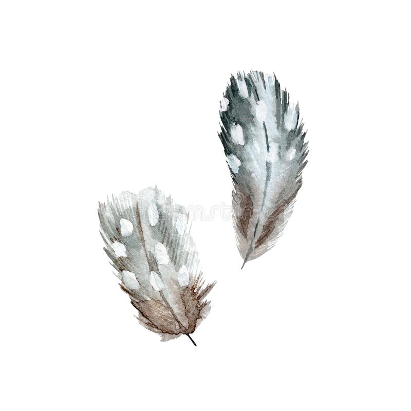 Hand Drawn Feather with Watercolor. Isolated Objects on White ...