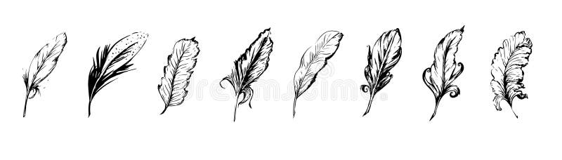 Hand Drawn Feathers, Ink Drawing of Different Goose and Swan Quill ...