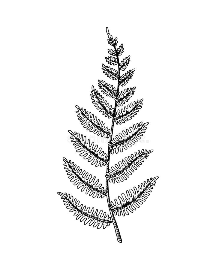 Hand Drawn Fern Isolated on White. Vector Illustration in Sketch Style ...