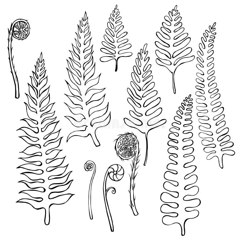 Fern Sketch Stock Illustrations – 6,429 Fern Sketch Stock Illustrations ...