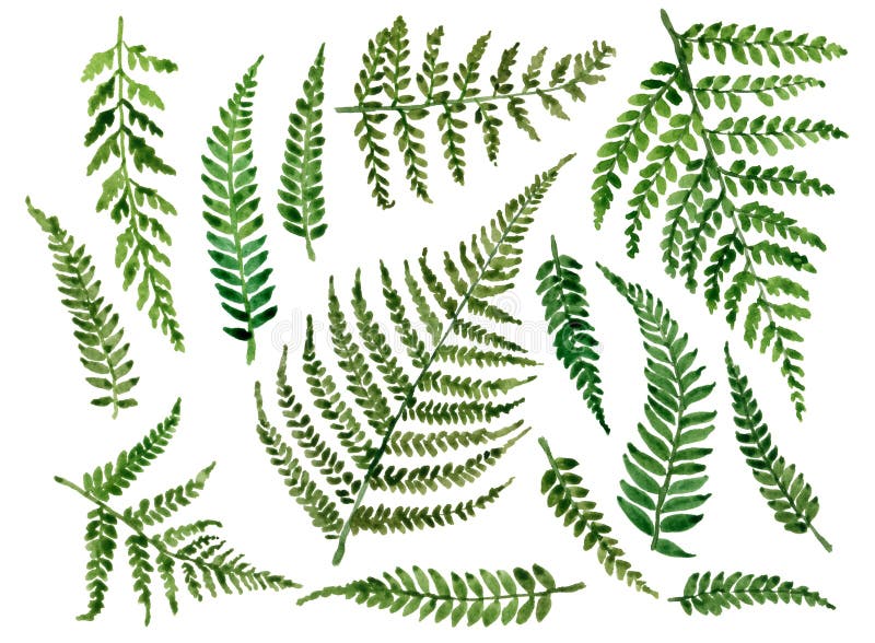 Hand Drawn Ferns Leaves Set Stock Illustration - Illustration of ...