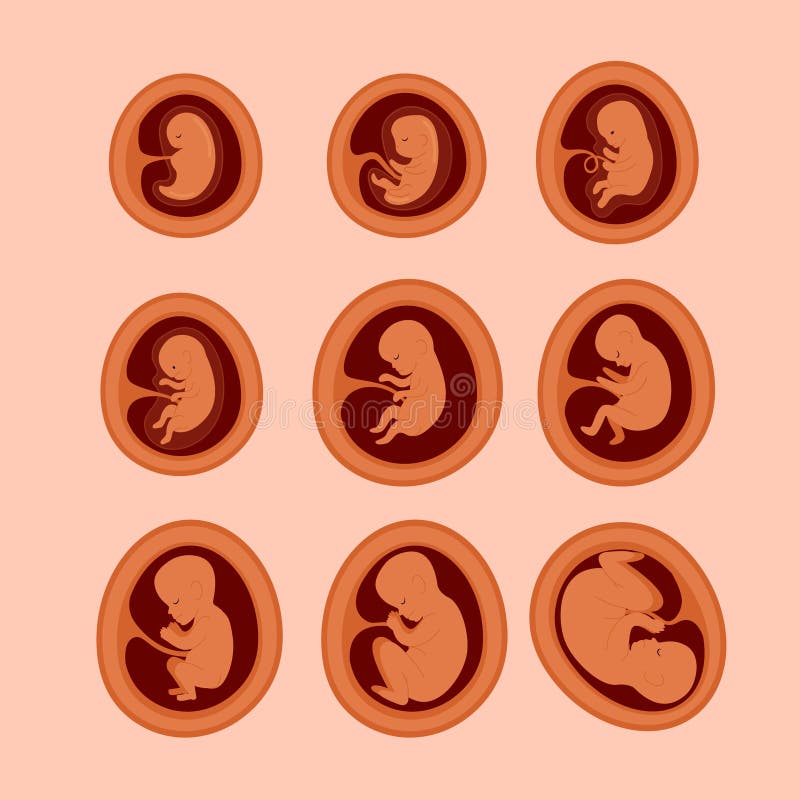 Hand Drawn Fetal Development Set Vector Illustration. Stock Vector ...