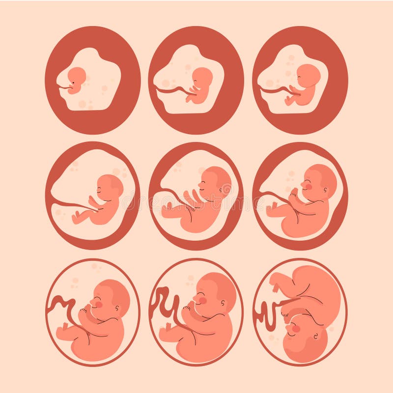 Hand Drawn Fetal Development Set Vector Illustration. Stock Vector ...