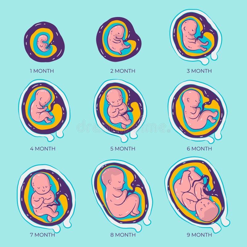 Hand Drawn Fetal Development Set Vector Illustration. Stock Vector ...