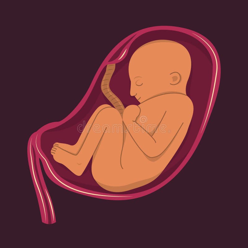 Hand Drawn Fetus Illustration Vector Illustration. Stock Vector ...