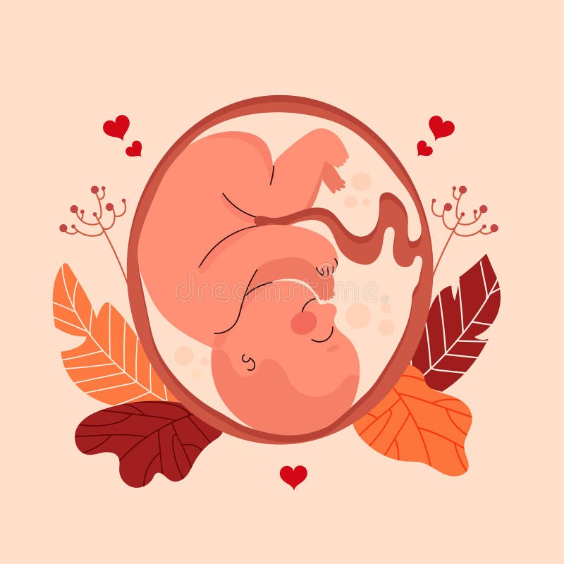 Hand Drawn Fetus Illustration Vector Illustration. Stock Vector ...