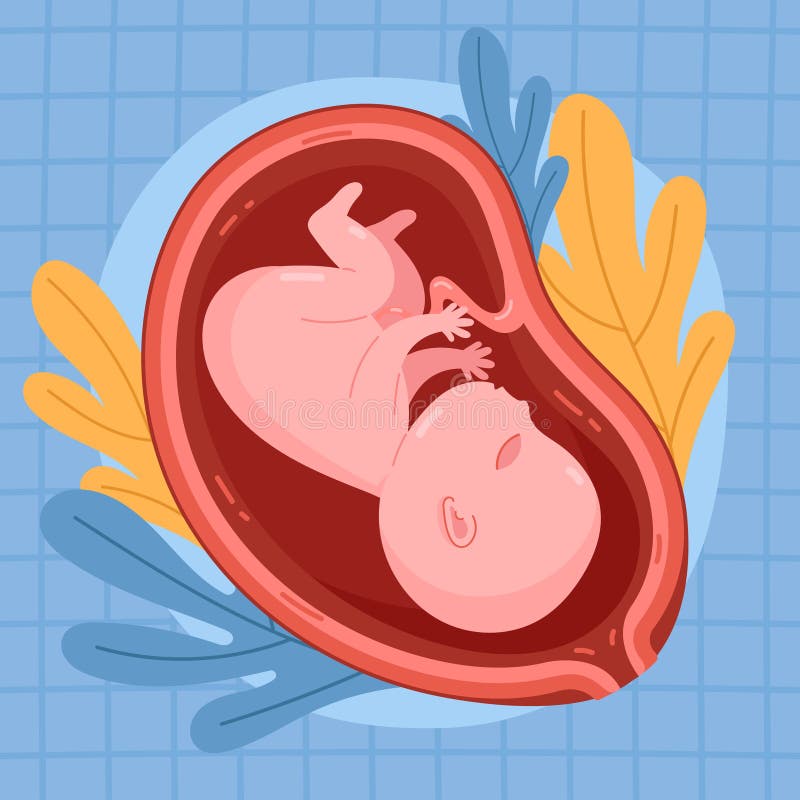 Hand Drawn Fetus Illustration Vector Illustration. Stock Vector ...