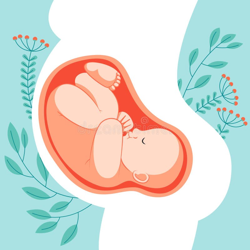Hand Drawn Fetus Illustration Vector Illustration. Stock Vector ...