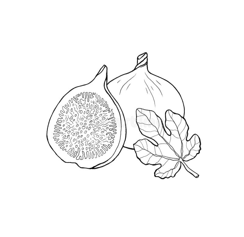 Vector Branch with Outline Common Fig or Ficus Carica Fruit and Leaf in ...