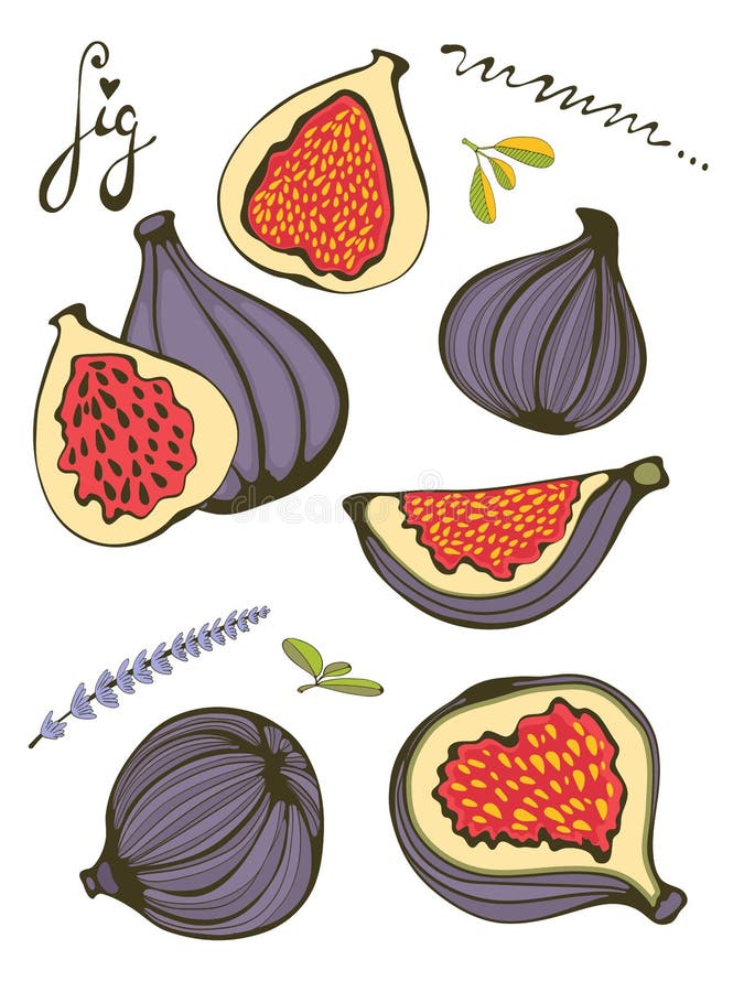 Hand drawn figs stock vector. Illustration of dessert - 62978841