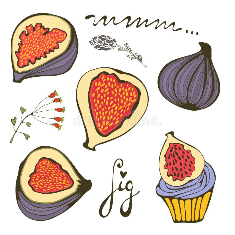 Hand Drawn Figs and Fig Cupcake Stock Vector - Illustration of cupcake ...