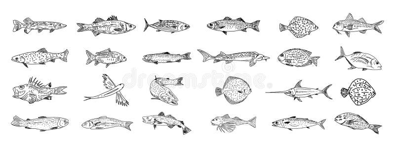 Hand Drawn Fish Set. Fish Sketch Collection Stock Vector - Illustration ...