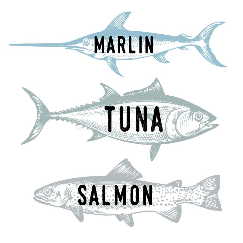 Hand Drawn Fish. Sketch Salmon, Tuna, Marlin. Vector Illustration Stock ...