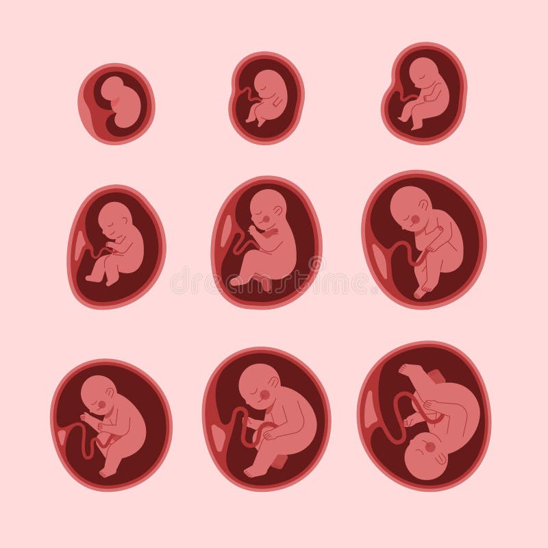 Hand Drawn Flat Design Fetal Development Infographic Vector ...