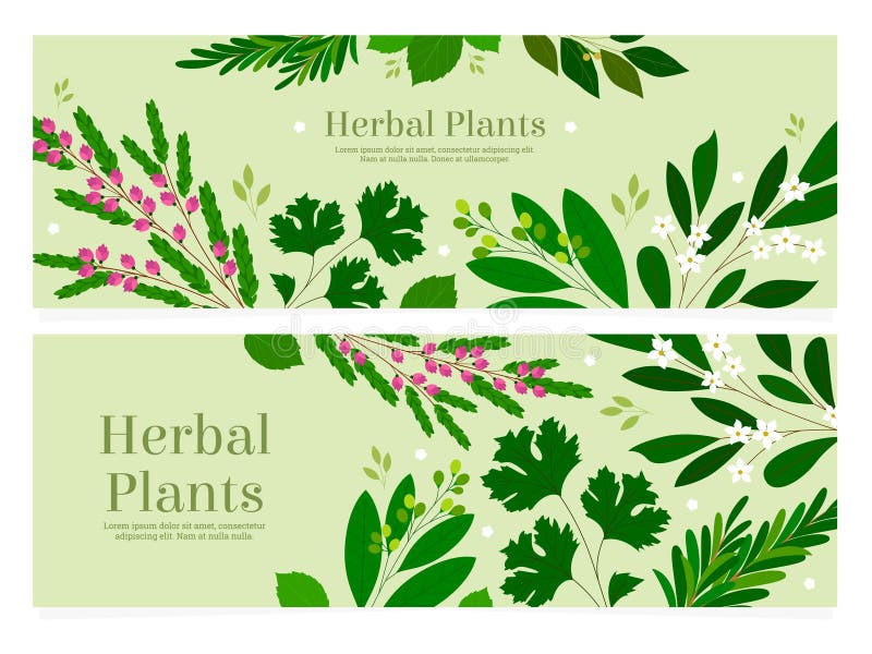 Hand Drawn Flat Herbs Horizontal Banner Template Set Stock Photo ...