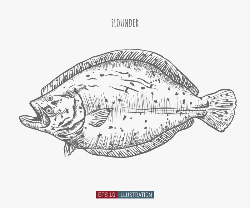 Drawing Flounder Stock Illustrations – 742 Drawing Flounder Stock ...