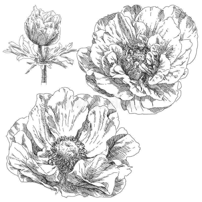 Hand drawn flower stock vector. Illustration of artistic - 50145488