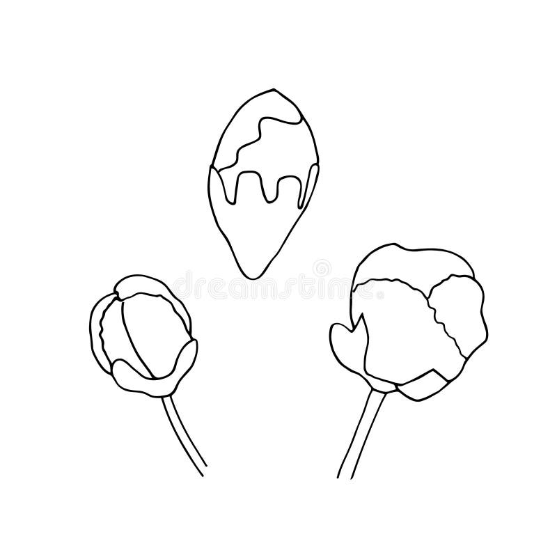 Hand Drawn Flower Buds. Line Art Stock Vector - Illustration of symbol ...