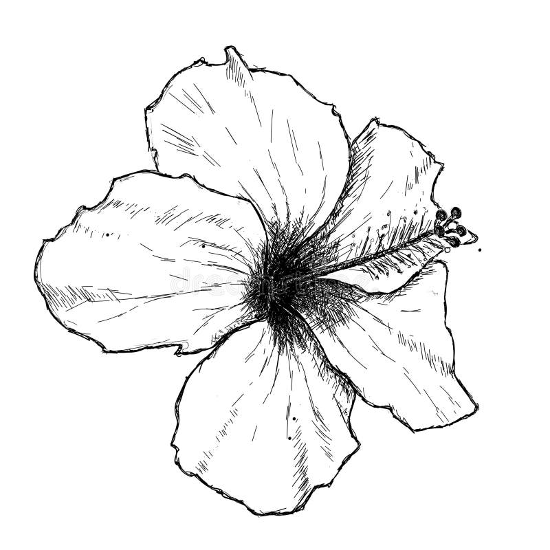 Hand Drawn Flower Sketch Of Hibiscus Or Chinese Rose Stock Vector
