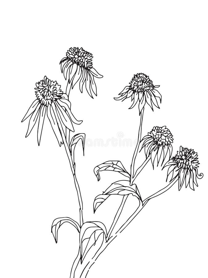 Hand Drawn Flowers of Rudbeckia Sketch Stock Illustration ...