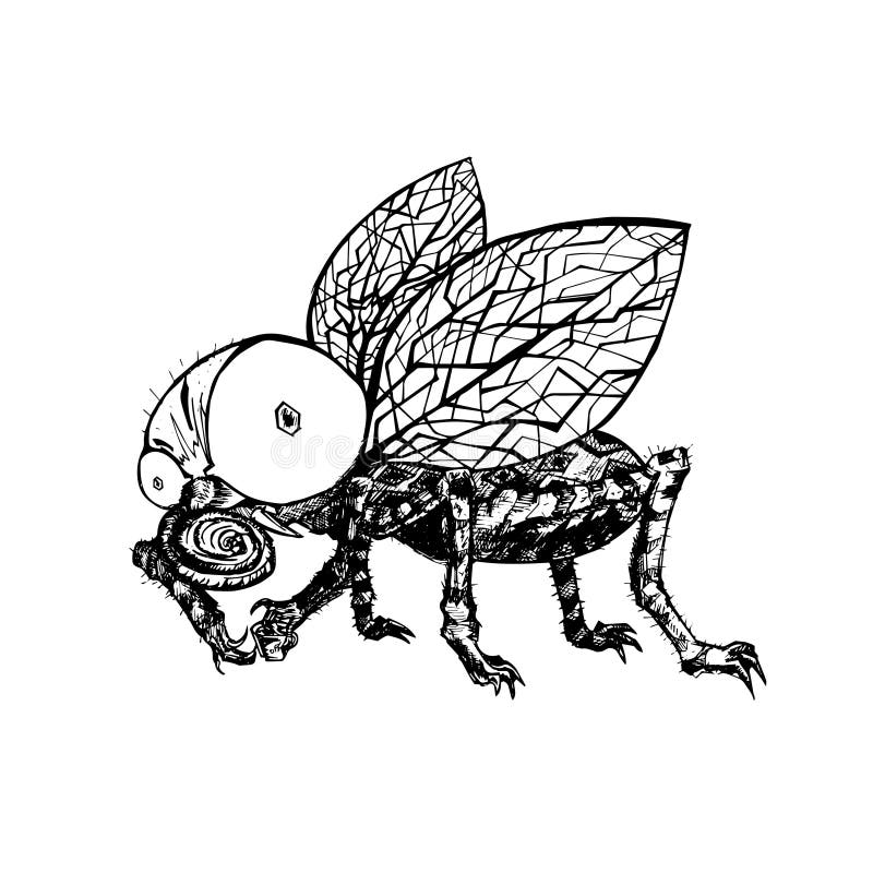 Hand Drawn Sketch of Fly. Vector Illustration. Stock Vector ...