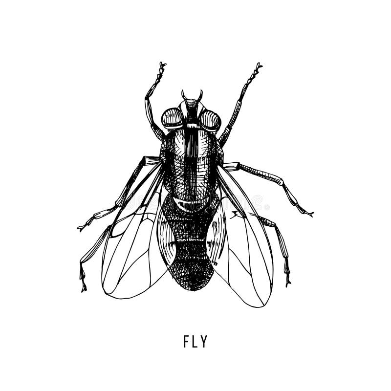 Hand Drawn Fly on White Background Stock Vector - Illustration of small ...