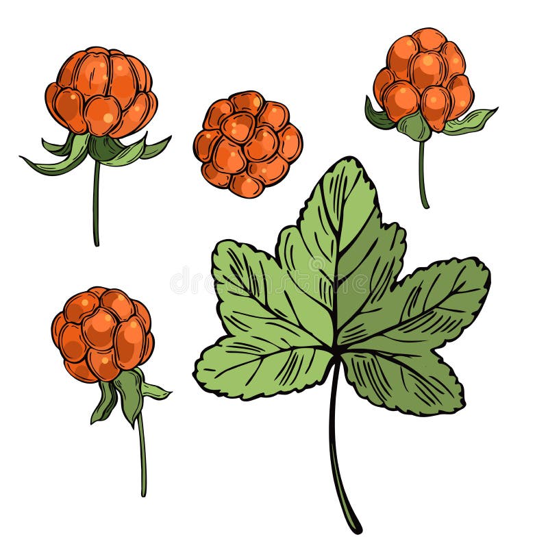 Cloudberry Vector Illustration Stock Vector - Illustration of natural, boreal: 184366493