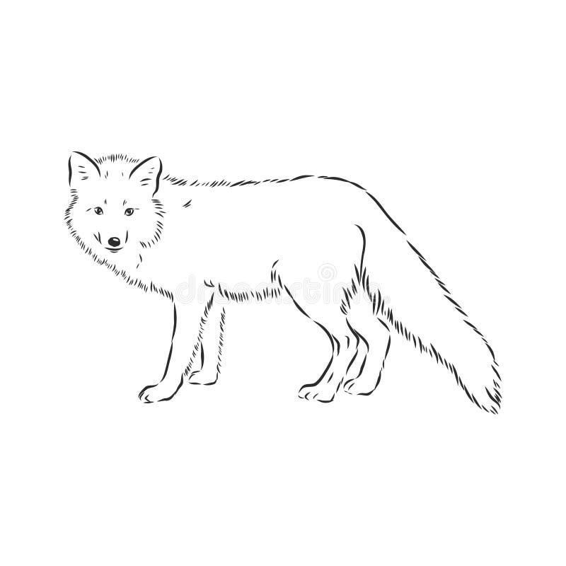 Hand Drawn Fox, Vector Illustration. See Also Other Sets of Animals ...