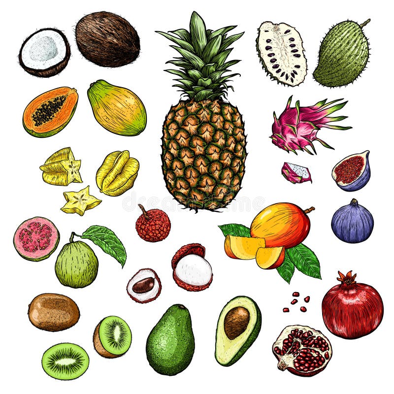 Hand Drawn Fruits and Berries Set. Template for Your Design Works Stock ...