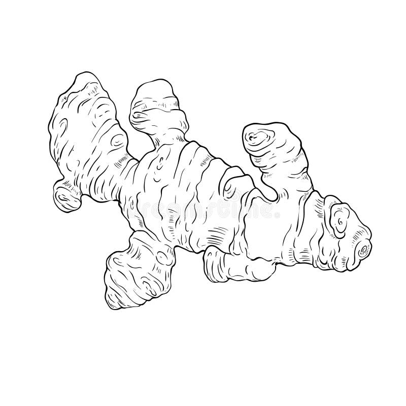 Hand Drawn Ginger Isolated on White Stock Vector - Illustration of ...