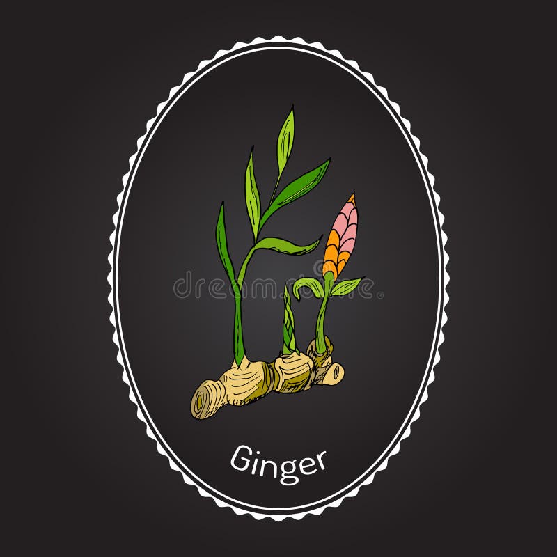 Hand drawn ginger plant stock vector. Illustration of drawn - 79625259