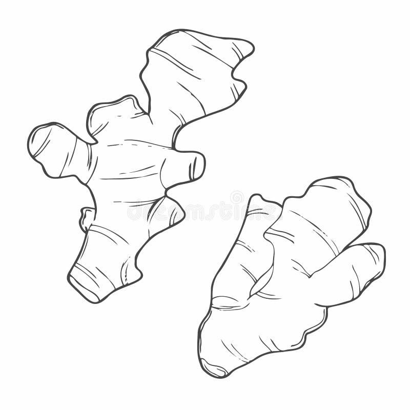Hand Drawn Ginger Roots Sketch. Isolated Vector Illustration Stock ...