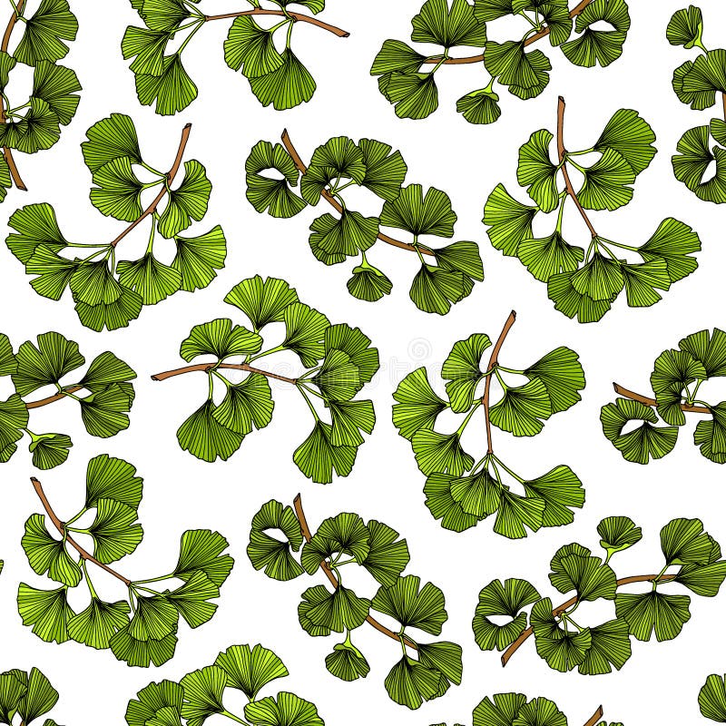 Ginkgo pattern stock vector. Illustration of element - 25552757