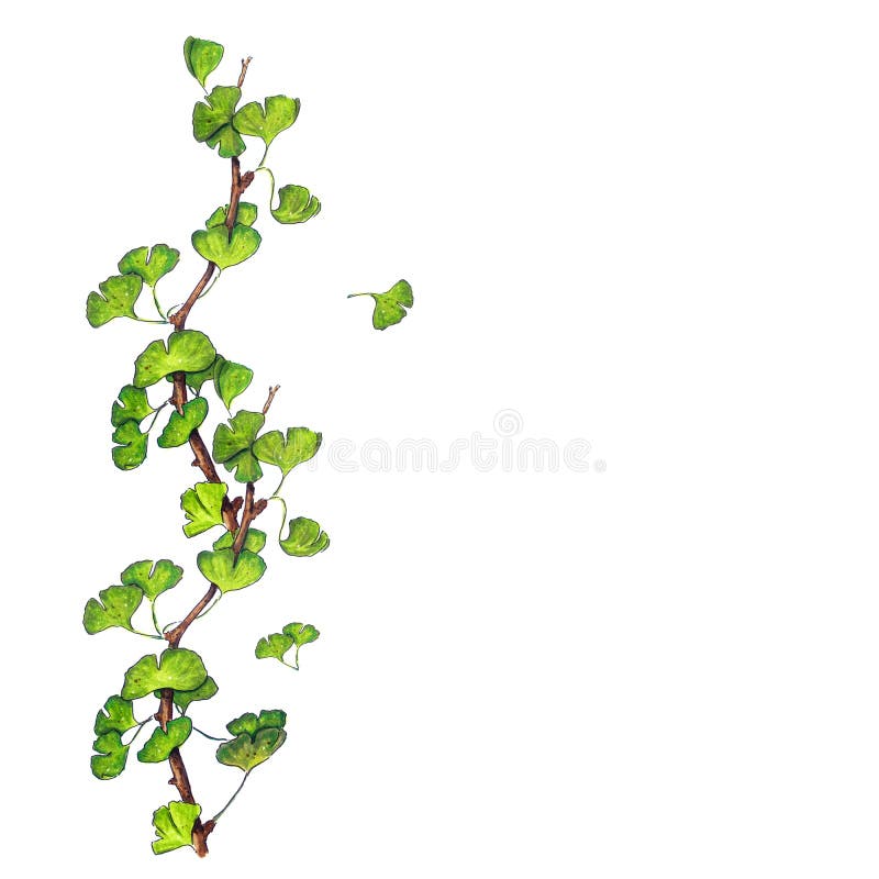 Hand Drawn Ginko Tree Branch on White Stock Illustration - Illustration ...