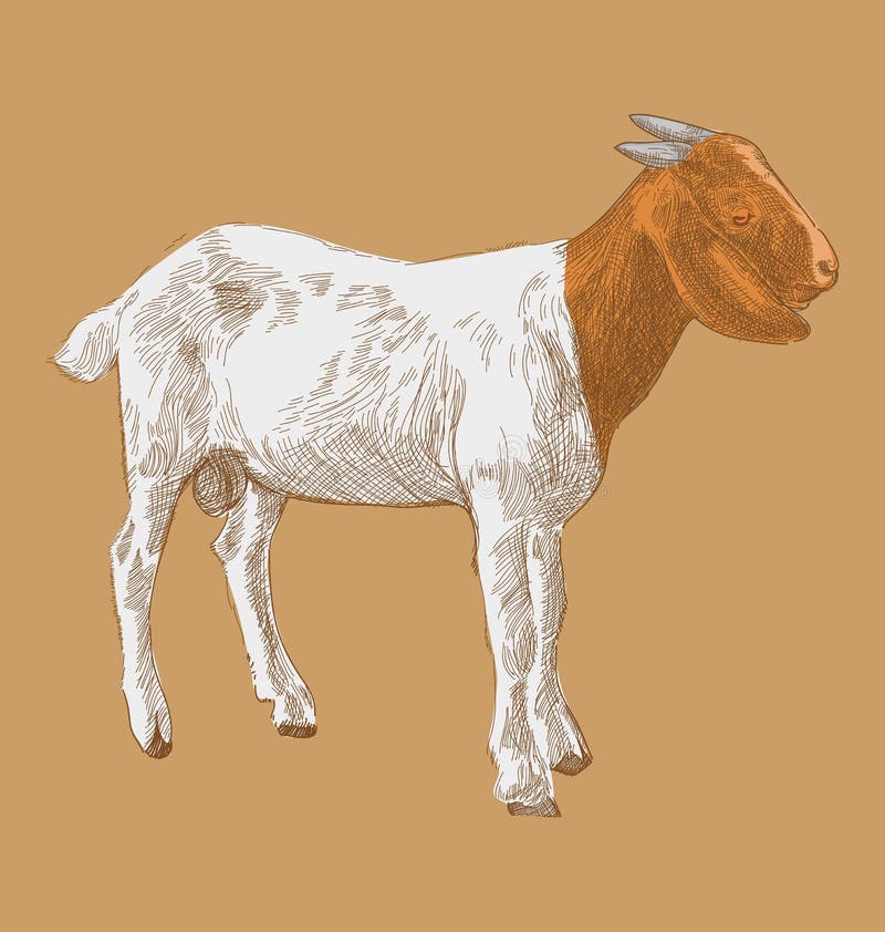 Hand drawn goat stock illustration. Illustration of walk - 79150810