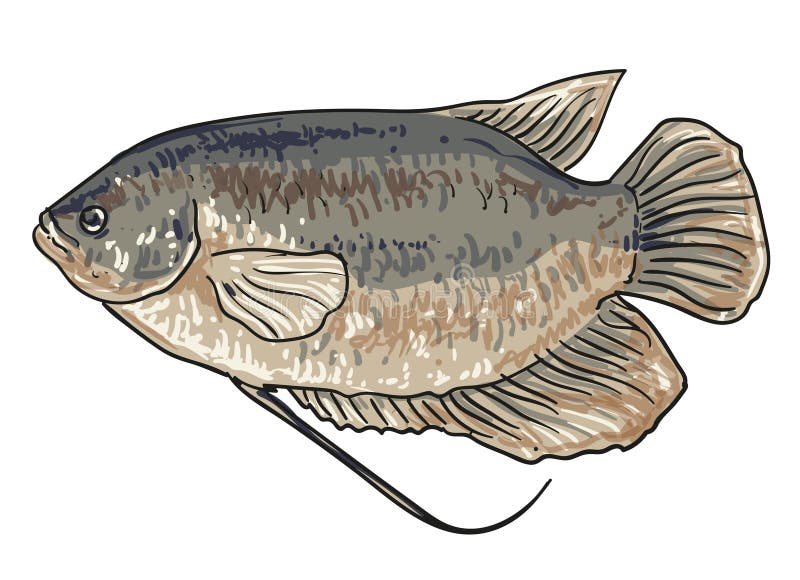 Cute Gourami Stock Illustrations – 29 Cute Gourami Stock Illustrations ...