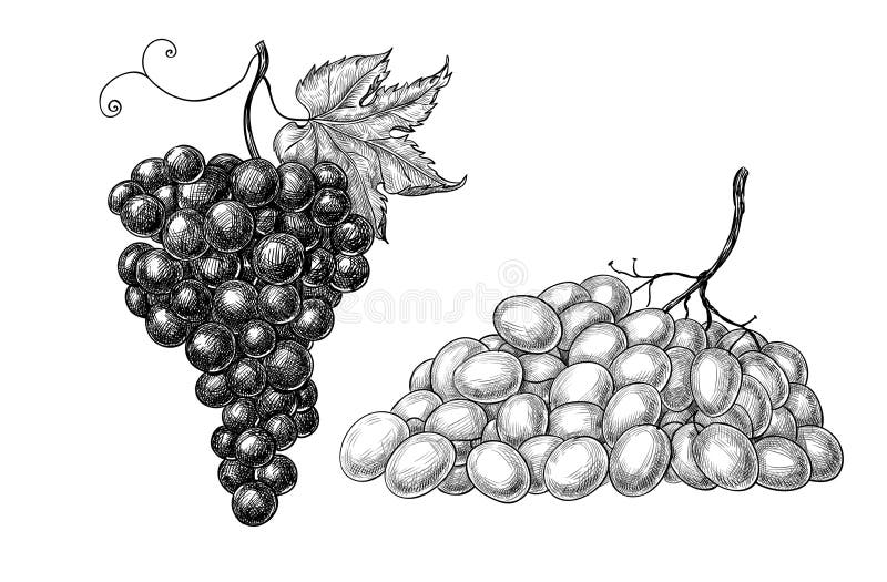 Hand drawn grapes stock vector. Illustration of snack - 98445867
