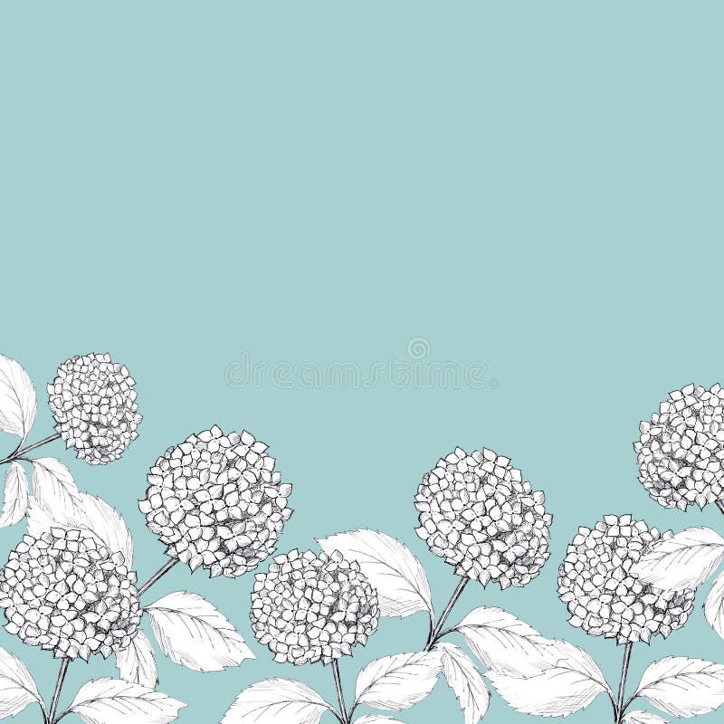 Hand Drawn Graphic Hydrangea Background.Template for Wedding or ...