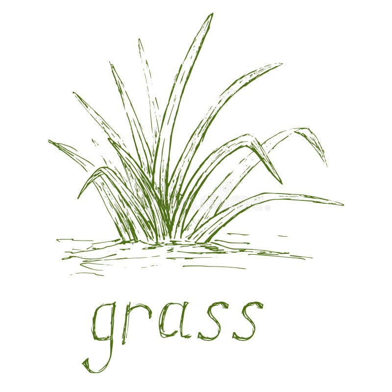 Hand Drawn Grass Illustration. Stock Vector - Illustration of plant ...
