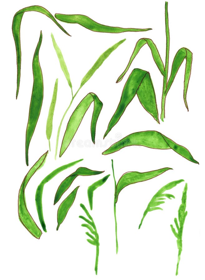 Hand drawn grass stems set stock illustration. Illustration of drawing ...