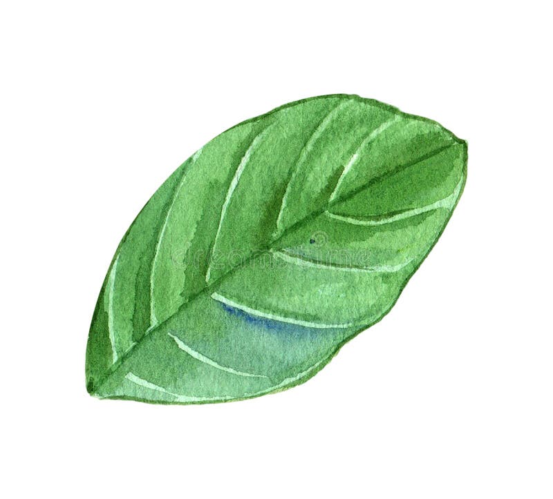 Hand-drawn Green Leaves Watercolor Stock Illustration - Illustration of ...